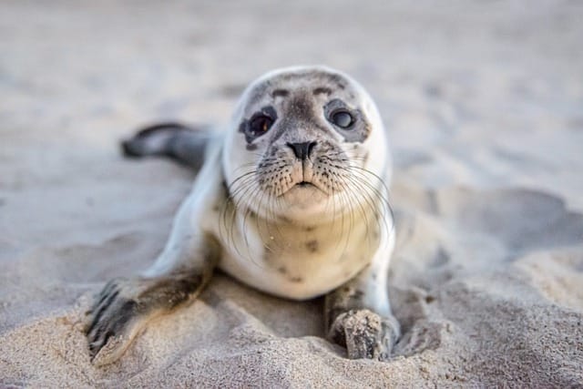 Seal Names: 150+ Most Popular Names for Seals - PetPress