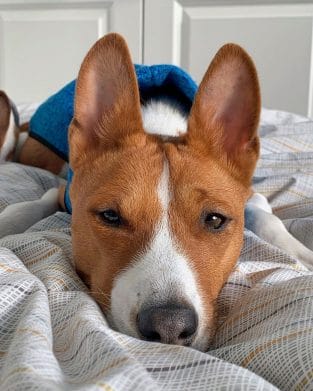 14 Wonderful Things To Know About Basenjis - Page 2 of 4 - PetPress