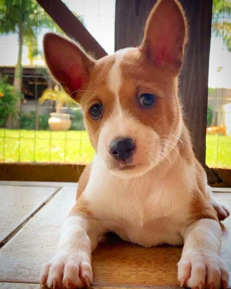 14 Wonderful Things To Know About Basenjis - Page 2 of 4 - PetPress