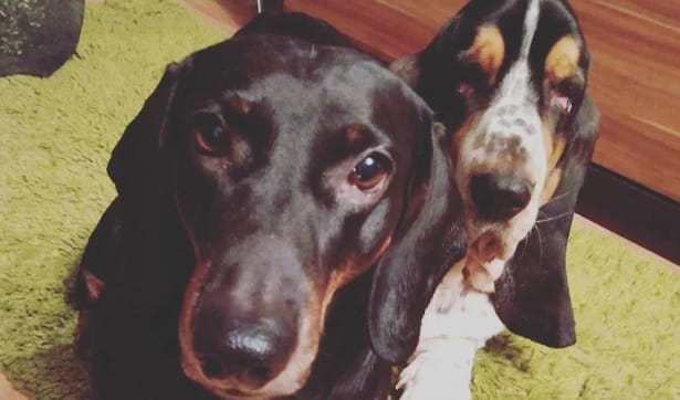 The 80 Best Long Dog Names You`ll Love - PetPress