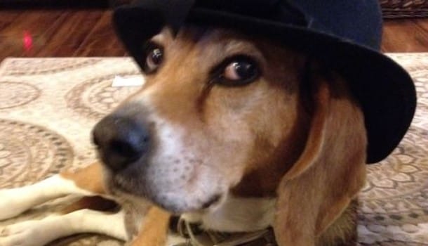 14 Funny Beagles To Make Your Day - PetPress