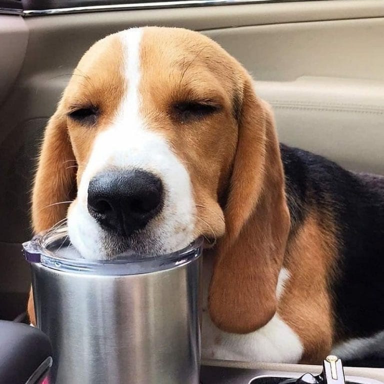 14 Things To Know About Beautiful Beagles - PetPress