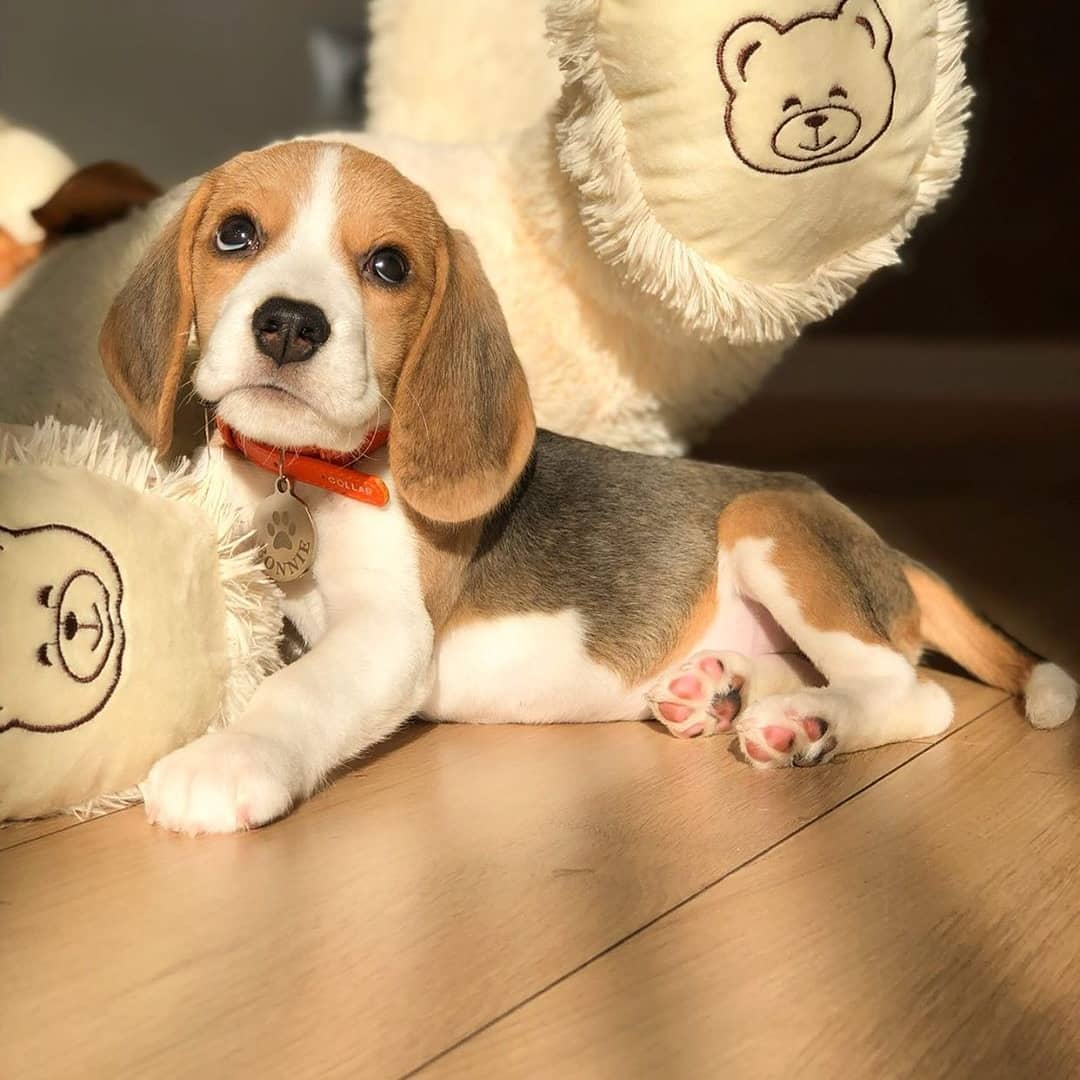 14 Things To Know About Beautiful Beagles - PetPress