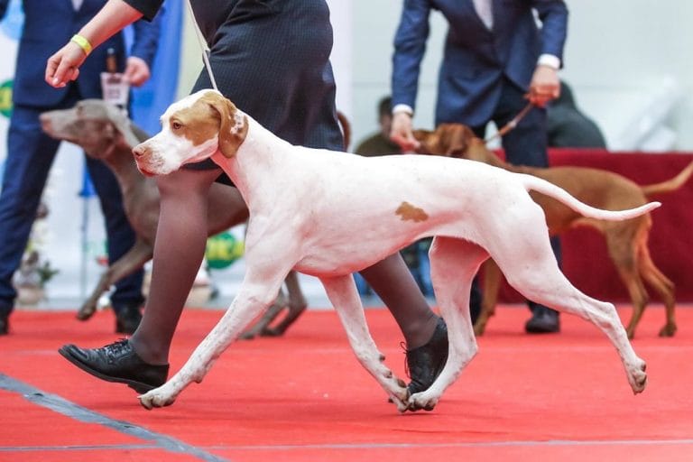 14 Incredible Facts About English Pointers - PetPress