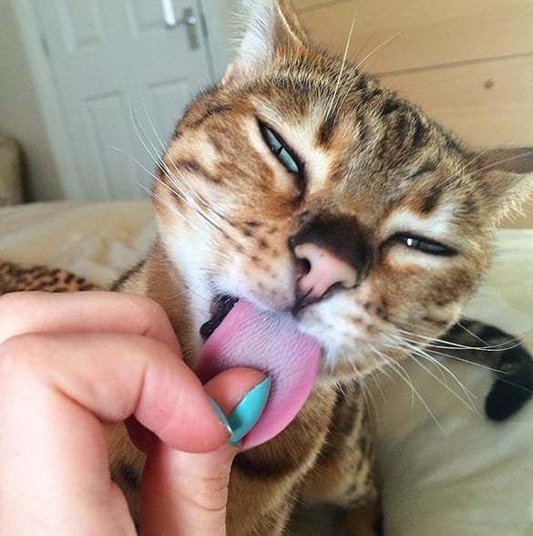 14 Funny Pictures of Bengal Cats Who Will Never Miss Their Chance to ...