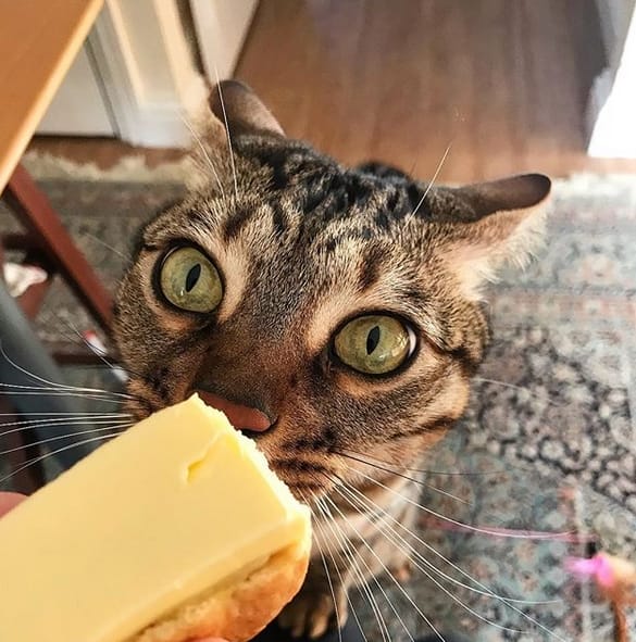 14 Funny Pictures of Bengal Cats Who Will Never Miss Their Chance to ...