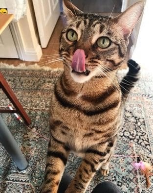 14 Funny Pictures of Bengal Cats Who Will Never Miss Their Chance to ...