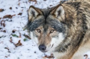 380 Popular Female Wolf Names & Names that Mean Wolf | PetPress