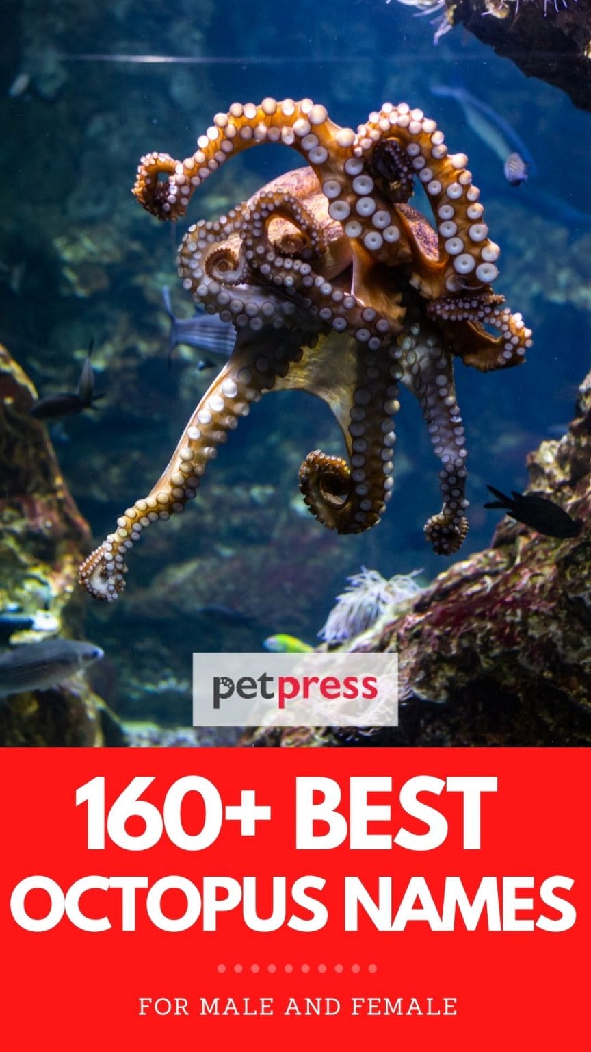 Octopus Names – Top 160+ Names For Your Pet Octopus