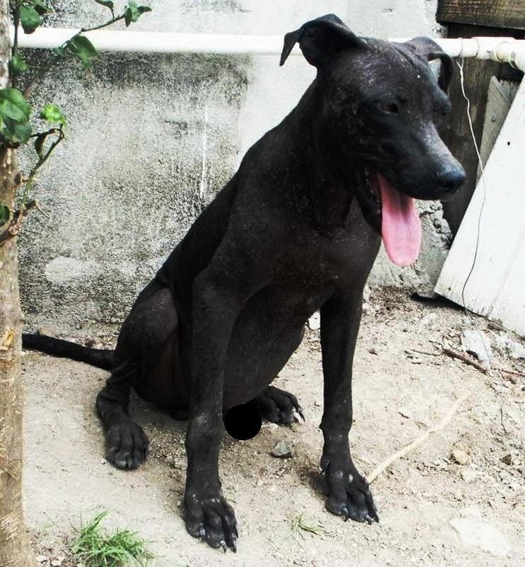 8 Homeless Dogs Before and After Shelter - PetPress