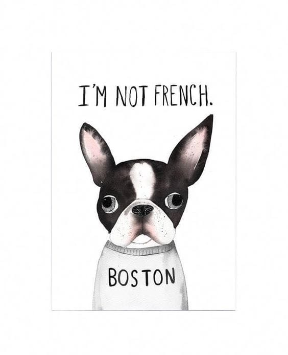 20 Funny Boston Terriers That Will Not Leave You Indifferent - PetPress