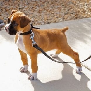 14 Things To Know About Devoted Boxer Dogs - PetPress