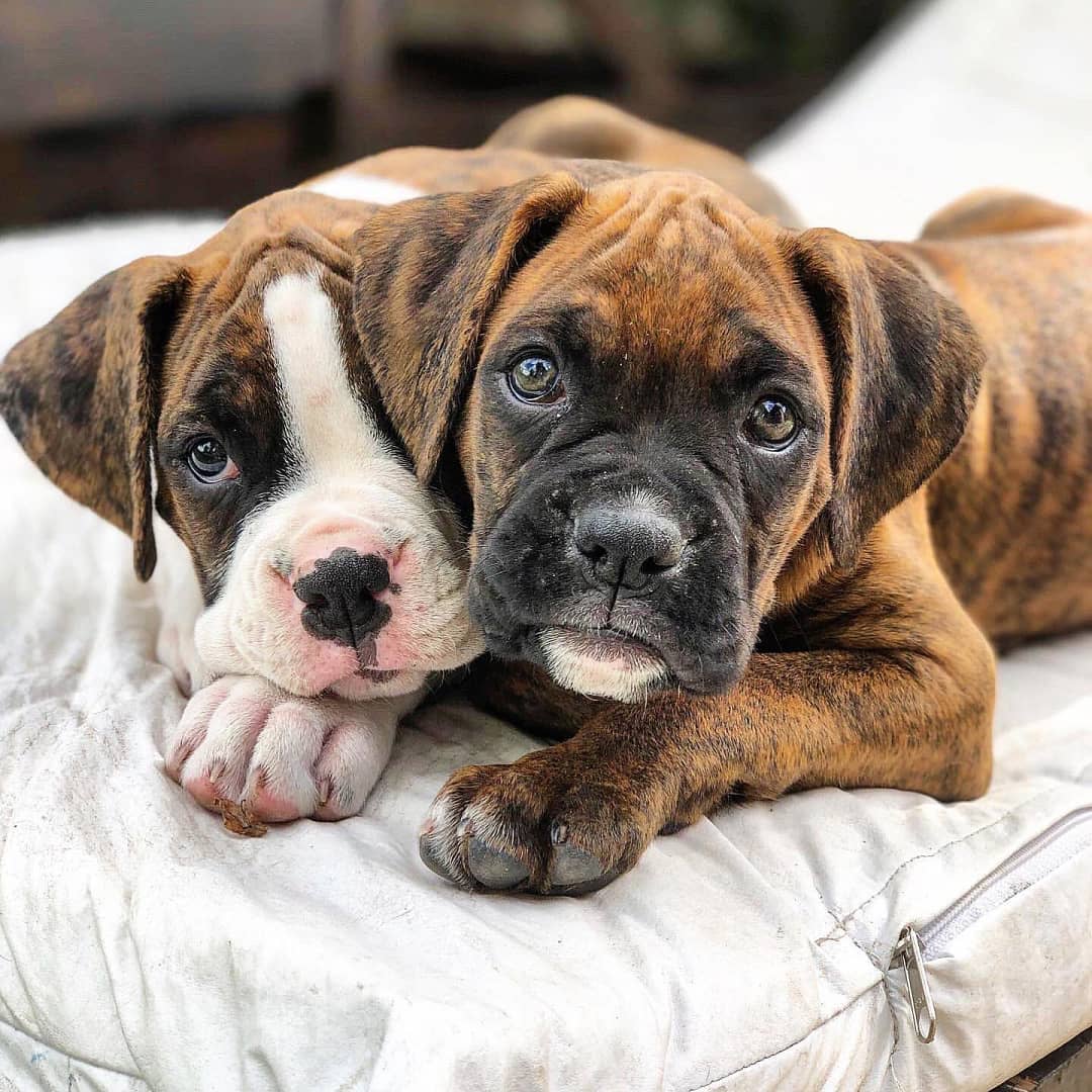 14 Things To Know About Devoted Boxer Dogs - PetPress
