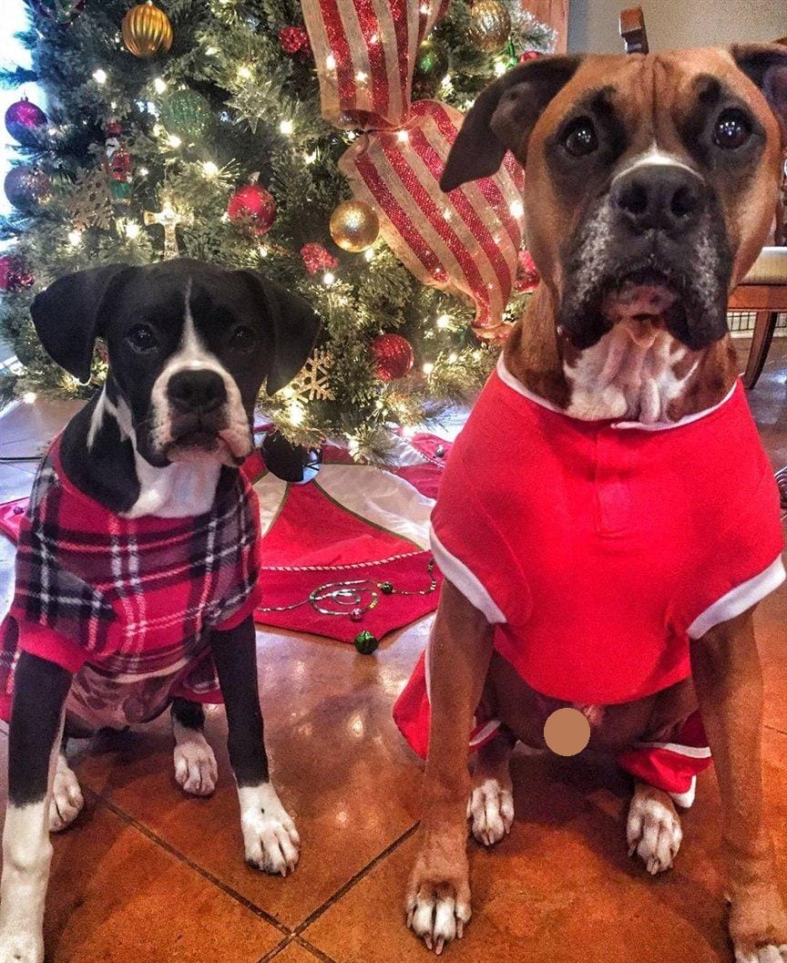 16 Photos That Will Tell How Boxers Love Spending Their Winter Holidays ...