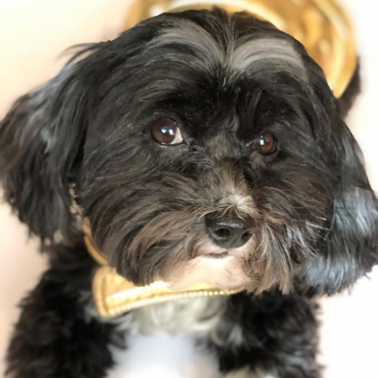 14 Magnificent Reasons To Adore Havanese Dogs - PetPress