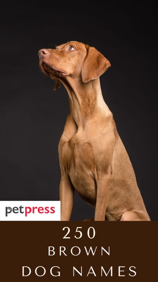 The 250 Best Brown Dog Names - PetPress