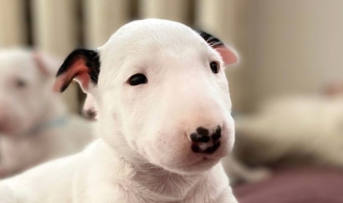 14 Wonderful Facts To Know About Bull Terriers - PetPress