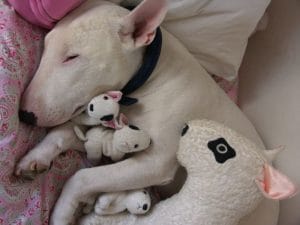 14 Facts To Prove That Bull Terriers Can Be Really Faithful Friends ...