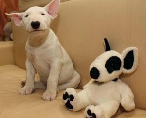14 Facts To Prove That Bull Terriers Can Be Really Faithful Friends ...