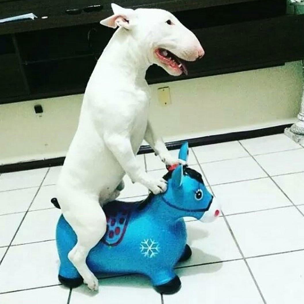 14 Funny Bull Terrier Pictures That Will Make You Smile - PetPress