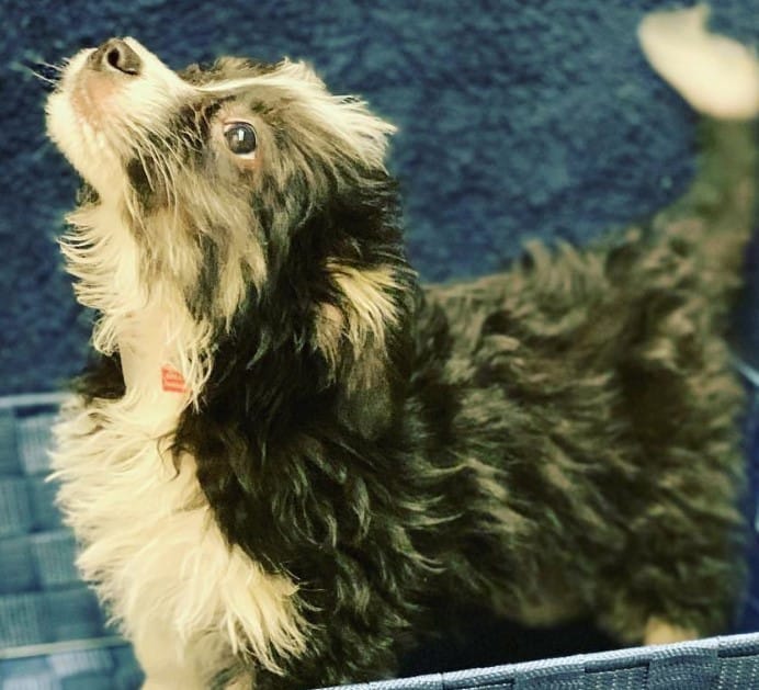 28 Cairn Terrier Mix Breeds – The Popular and Adorable Hybrid Dogs ...