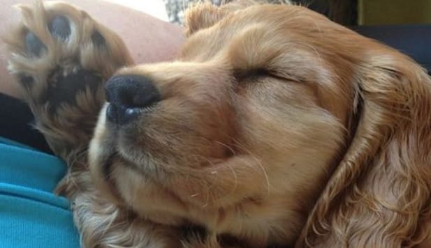 14 Lovely Pictures Of Sleeping Cocker Spaniels - PetPress