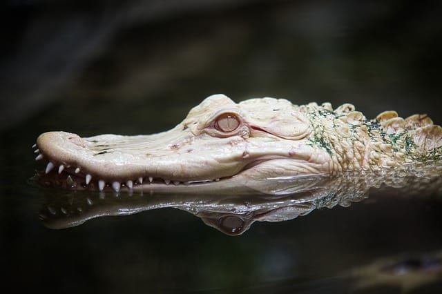 Crocodile Names: 400+ Best Names for Crocodiles & Alligators - PetPress