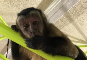 200+ Best Monkey Names that are Cute for Boy & Girl Monkeys