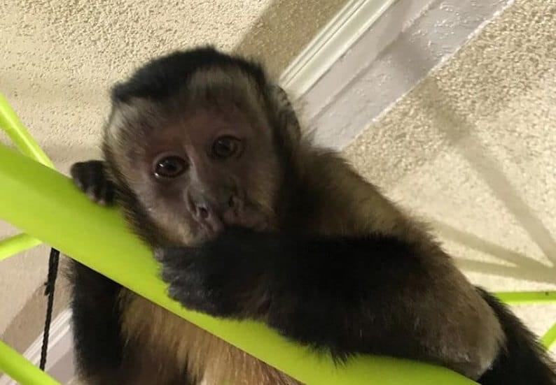 200+ Best Monkey Names that are Cute for Boy & Girl Monkeys