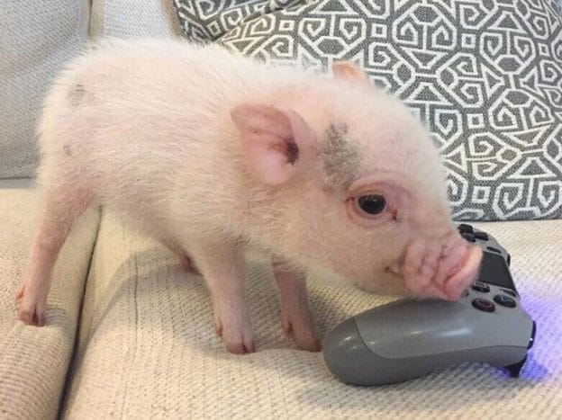 Pig Names: The 500 Most Popular Male and Female Pig Names