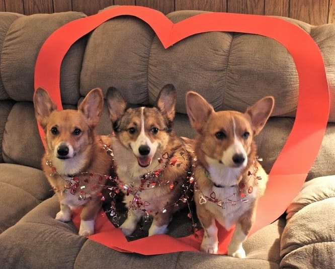 14 Reasons to Celebrate St. Valentine's Day with Your Corgi - PetPress