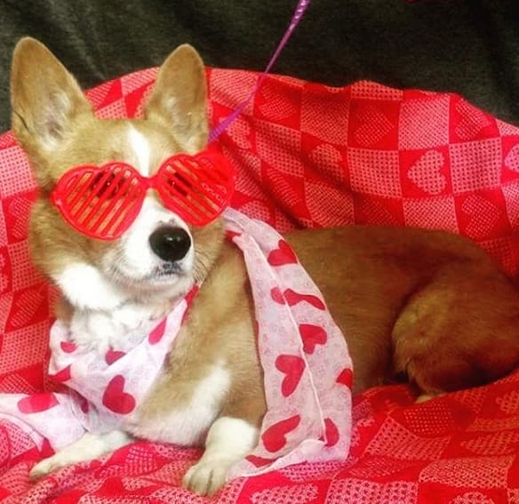 14 Reasons to Celebrate St. Valentine's Day with Your Corgi - PetPress