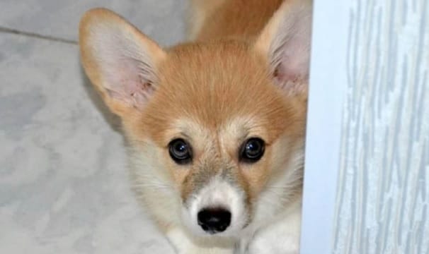 15 Facts About Corgis You Didn’t Know - PetPress