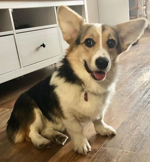 The 80 Best Long Dog Names You`ll Love - PetPress