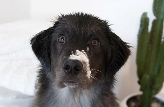 Top 30 Unique Mixed Breed Dog Names - PetPress