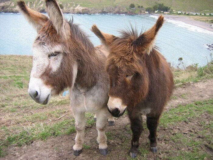 Donkey Names: 500 Good Ideas for Names for Donkeys