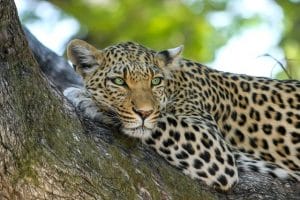Leopard Names: 280+ Best Names For Leopards