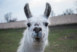 120 Best Llama Names - Cute & Funny Names for Your Llama