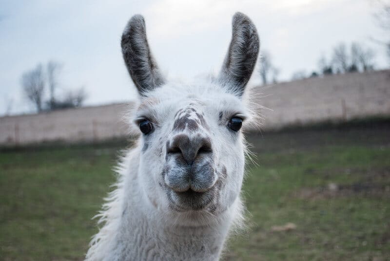 120 Best Llama Names - Cute & Funny Names for Your Llama