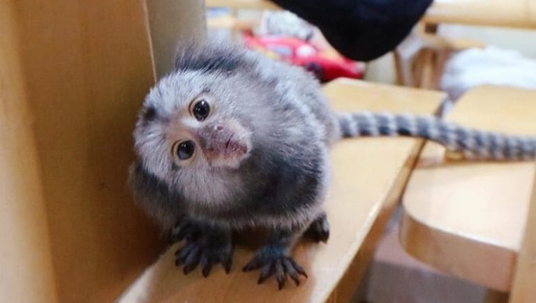 200+ Best Monkey Names that are Cute for Boy & Girl Monkeys