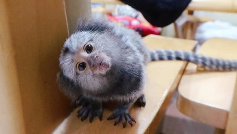 200+ Best Monkey Names that are Cute for Boy & Girl Monkeys