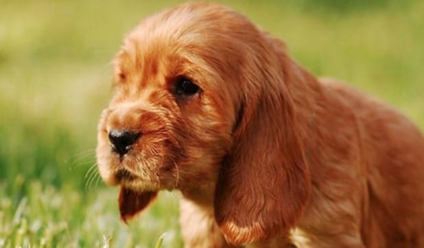 110 Fire Dog Names for Your Orange Dog - PetPress
