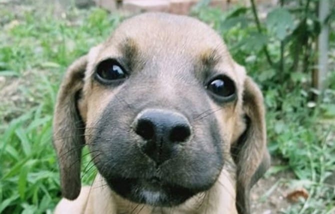 Dog Names Start With N - Popular Male And Female Dog Names With N