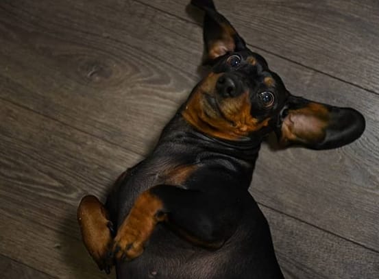 The 80 Best Long Dog Names You`ll Love - PetPress