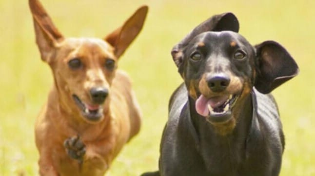 155 Classic Dog Names for Male Dogs - PetPress