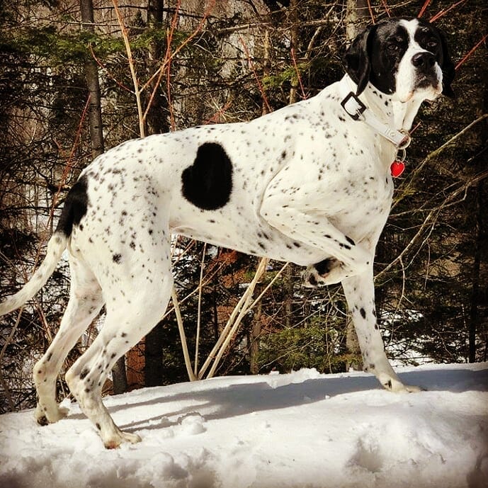 14 Incredible Facts About English Pointers - PetPress