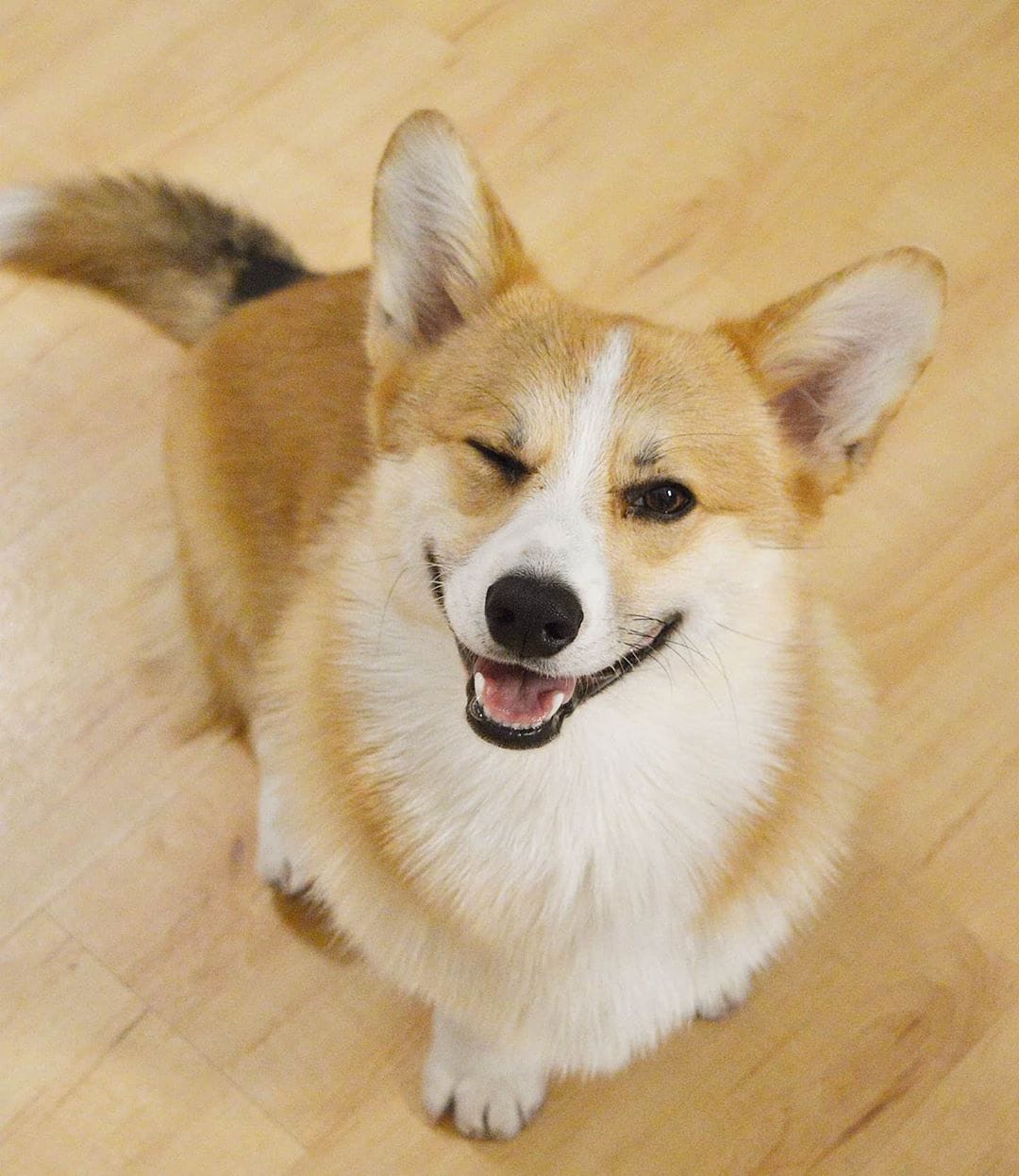 14 Magnificent Facts About Corgis - Page 3 of 4 - PetPress