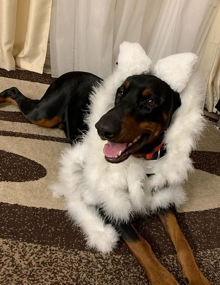 Top 200 Trendy Dog Names For Your Cute Puppy - PetPress