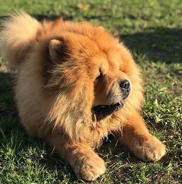 200 Southern Dog Names – Male and Female Names - PetPress