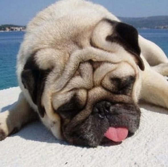 Top 100 Ancient Dog Names - PetPress